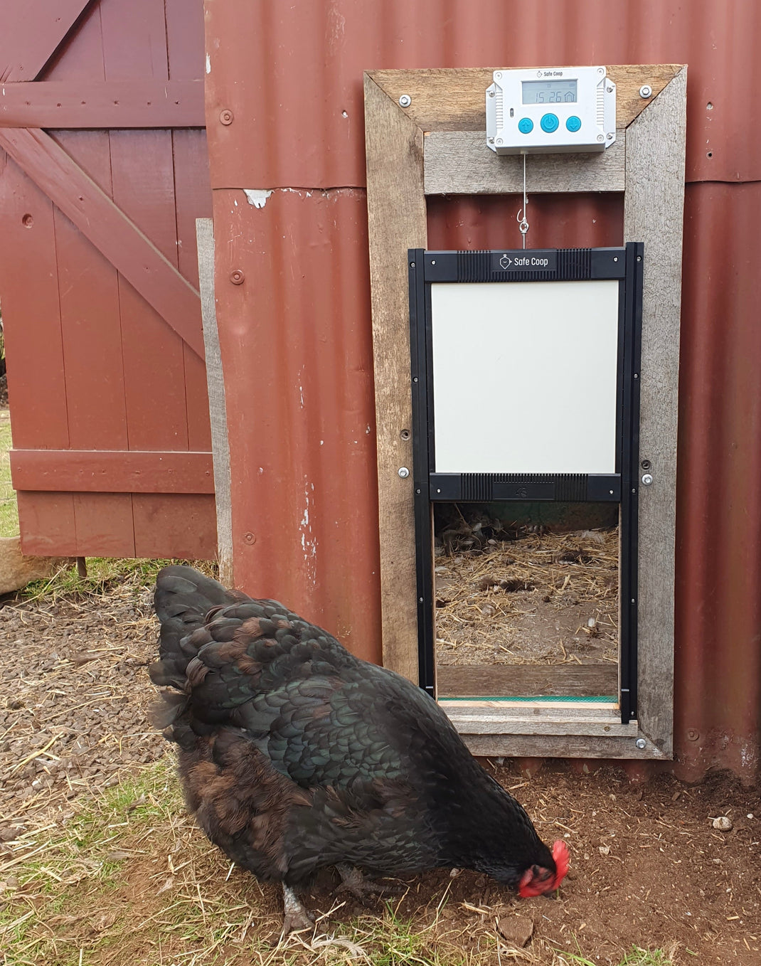 What types of poultry can use an automatic chicken door? – Safe Coop
